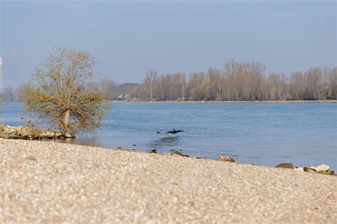 자갈이 깔린 해안 물가에 홀로 서 있는 나무 물 표면에서 날개를 말리는 새가 있는 평화로운 강변 풍경 배경에는 오리 한 마리가 강둑을 떠다니고 있고 멀리 해안에는 나무가