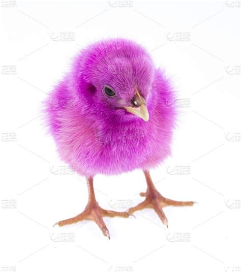 小的鸡素材 花瓣网