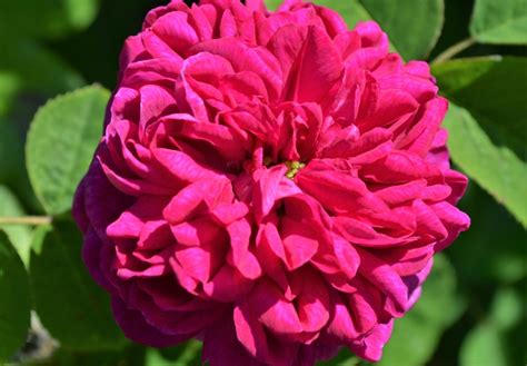Rose De Rescht Zeeuwse Rozentuin
