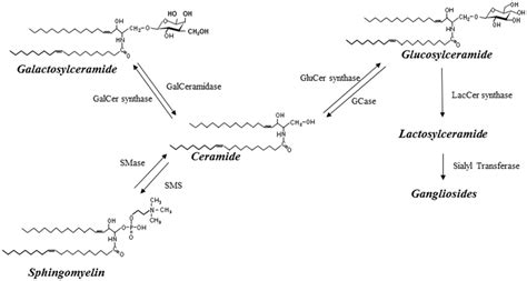 Ceramide And Glycolipid Metabolism Products Are Indicated In Bold And Download Scientific