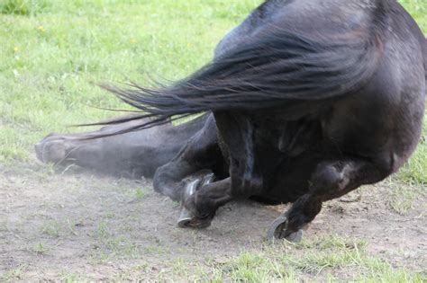 말 Pixabay의 무료 사진 Pixabay