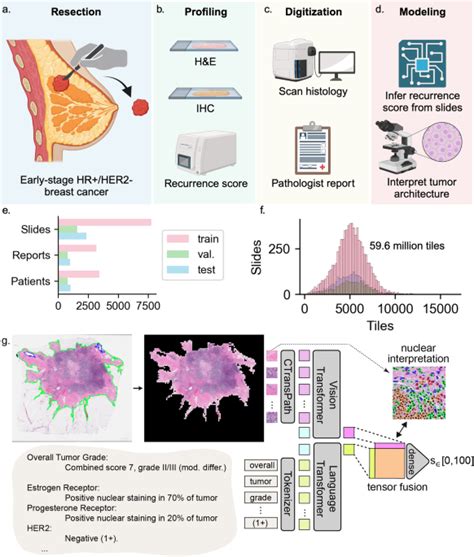 Multimodal Histopathologic Models Stratify Hormone Receptor Positive Early… Wafik S El Deiry