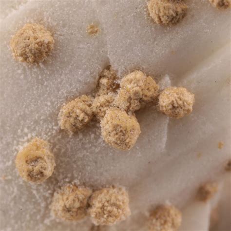 Calcite Pseudomorph After Gypsum Floater Specimen Cavnic Mine Cavnic Maramureș County