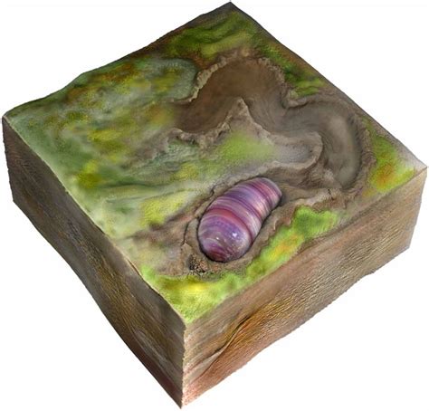 Chapter 7 Fossils The Story Of Earth An Observational Guide