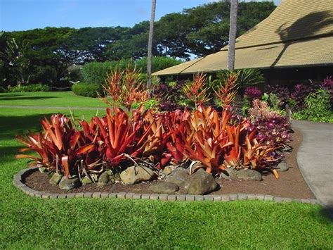 Plantfiles Pictures Aechmea Bromeliad Species Urn Plant Aechmea