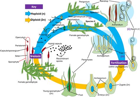 Figure 1 From Gene Transfer By Interspecific Hybridization In Bryophytes Semantic Scholar