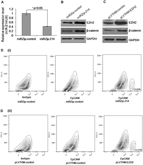 A Further Silencing Of Mir 214 In Hle Cells With Mirzip 214 B Download Scientific Diagram