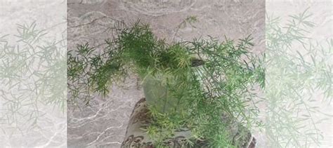 Аспарагус с горшком купить в Красноярске Товары для дома и дачи Авито