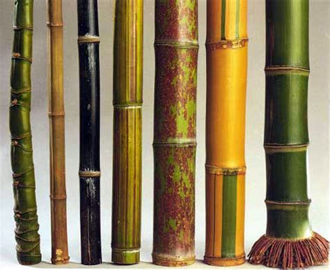 Kinds Of Bamboo Plants Garden Plant
