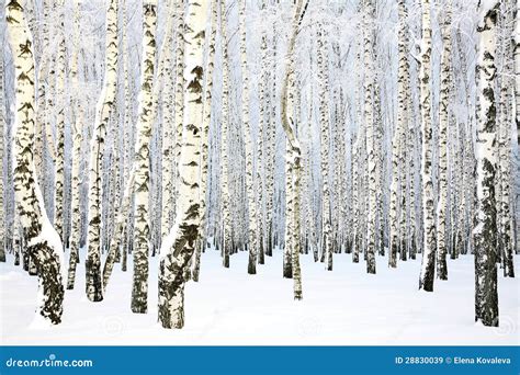 Russian Winter Birch Grove Stock Image Image Of Cold Environment