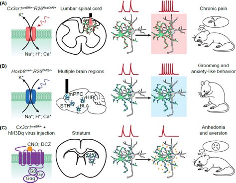 Tuning Neural Circuits And Behaviors By Microglia In The Adult Brain Pmc