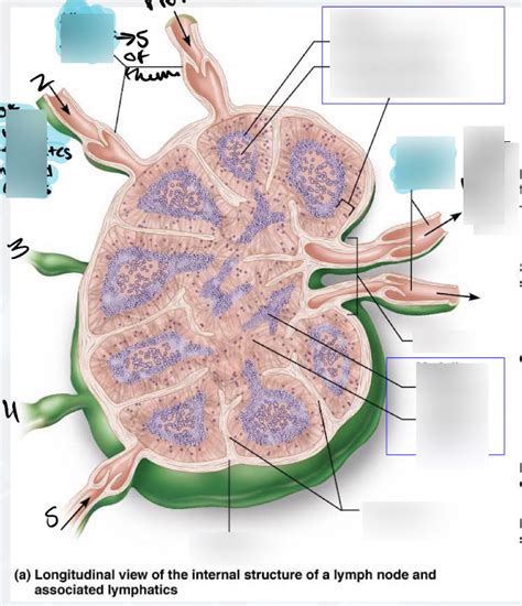 lymph node labeling diagram quizlet