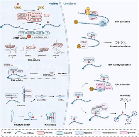 Biological Functions Of M6a Modification M6a Rna Modification Download Scientific Diagram