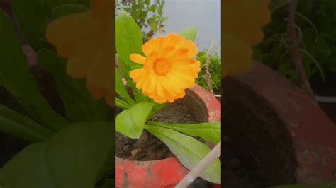 😍😍viralvideo Flowers Youtubeshorts Mygardenflowers Plants Nature