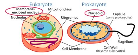 Nucleoid Definition Structure And Functions Importance