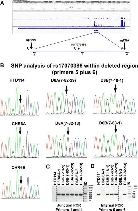 Figures And Data In Asar Lncrnas Control Dna Replication Timing Through