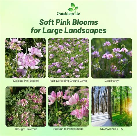 Drought Tolerant Crown Vetch Seeds For Erosion Control Or Ground Cover