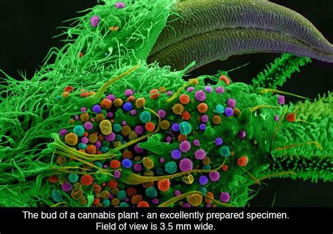 Cannabis Under The Microscope Looks So Stunning You Wont Recognize It