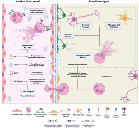 Brain Injuries Of Various Etiologies Cause Neutrophil Adhesion To The Download Scientific