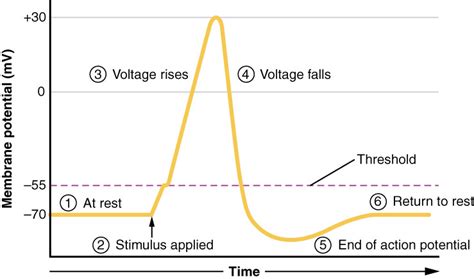 Bio Neuron Communication Membrane Potential Graphs Diagram Quizlet