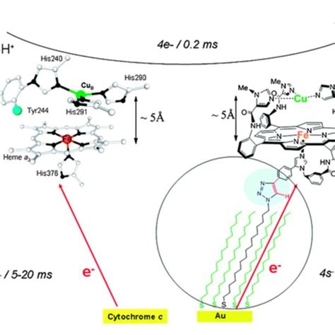 Cytochrome C Oxidase Heme A 3 Cub Active Site Left And Model Download Scientific Diagram