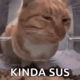 S De Cat Meme Tenor