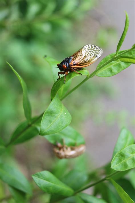 Cicada Insect Leaves Free Photo On Pixabay Pixabay
