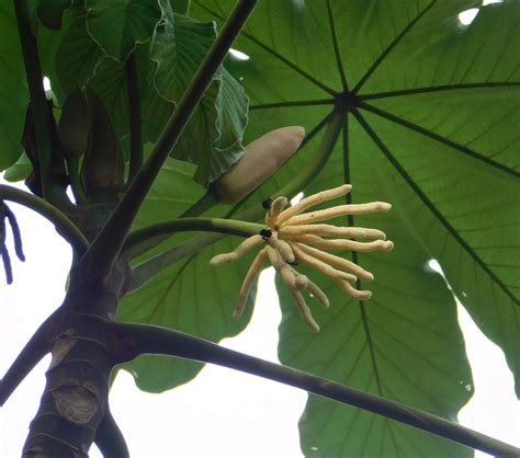 Cecropia Peltata Arboretum