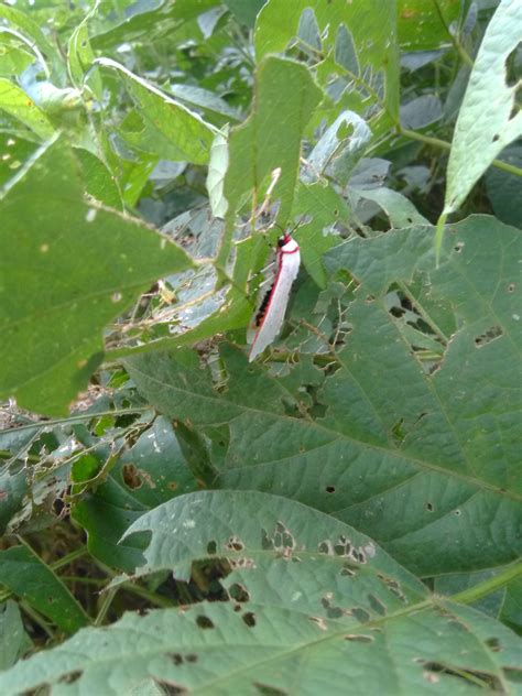 Insectdetectionfasterrcnn Object Detection Dataset And Pre Trained