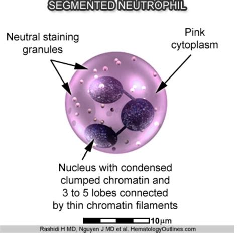 Segmented Neutrophil Medical Laboratory Science Hematology Medical