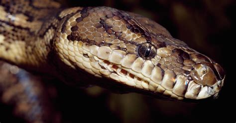 5 Year Old Boy Rescued After Huge Python Grabs His Ankle And Drags Him
