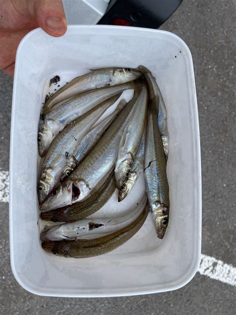 伊吹 澪 さんの 2024年05月22日のキスの釣り釣果情報 長崎県 橘湾 アングラーズ 釣果500万件の魚釣り情報サイト