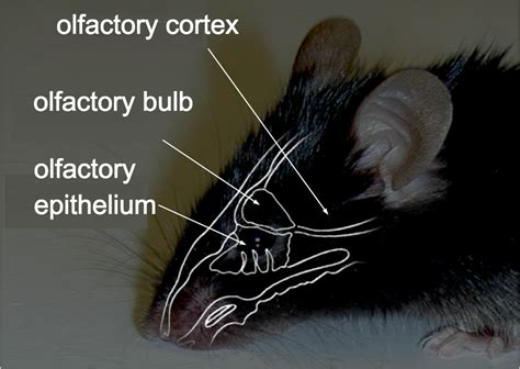 Mouse Olfactory System