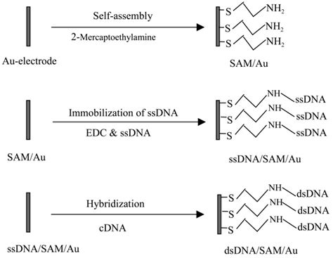 The Preparation Procedure Of Dna Sensor Download Scientific Diagram