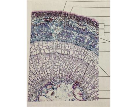 Periderm Epidermis Quiz
