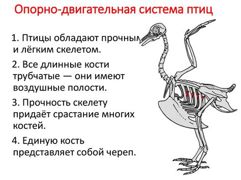 Внутреннее строение птиц Опорно двигательная система птиц презентация онлайн