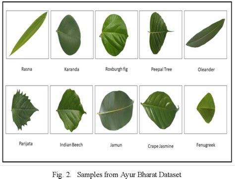 Identification Of Ayurvedic Medicinal Plants By Image 48 Off