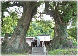 法道寺薬師堂の楠クスノキ