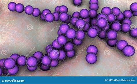 Gram Positive Bacteria Streptococcus Pyogenes Stock Illustration