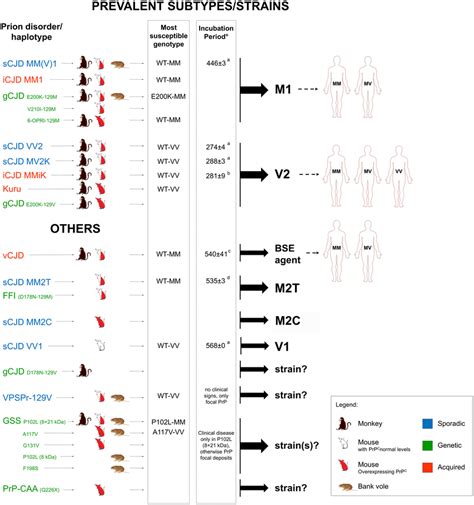 Successful Transmissions Of Human Prion Disease Variants Most