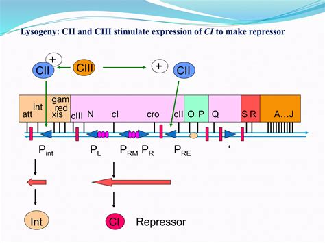 Bacteriophage And Replication Pptx Biological Sciences Science Bacteriophage And Replication Pptx Biological Sciences Science