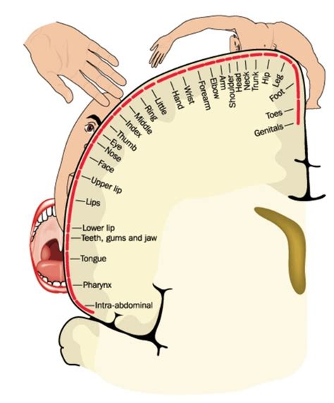 11 Cortical Map Royalty Free Photos And Stock Images Shutterstock