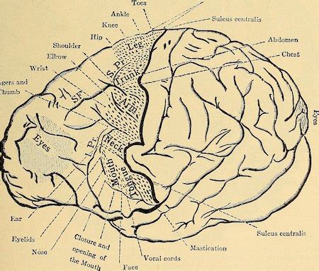 Premotor Cortex Overview Function Location Lesson Study Com