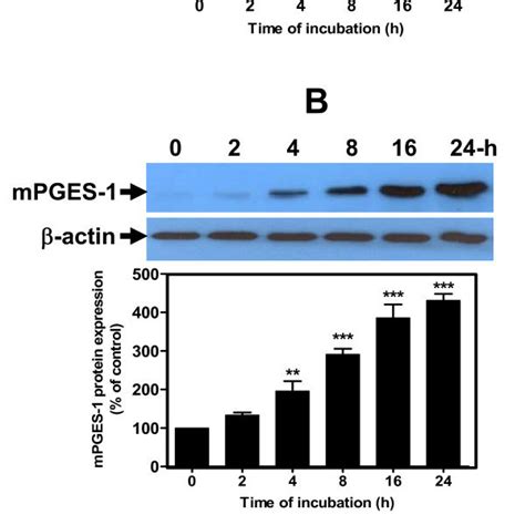 Hydroxynonenal Induced Microsomal Prostaglandin E2 Synthase 1 Protein Download Scientific