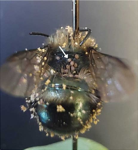 Full Article Heteromorphic Deutonymph Sex Of The Solitary Bee Parasite