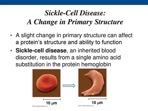 The Structure And Function Of Large Biological Molecules Ppt Download