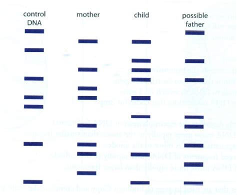 165 Summary Of Genetic Technology Biology Notes For A Level