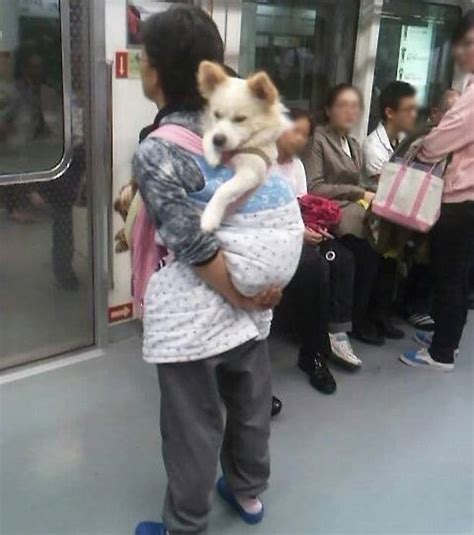 아기 업고 있는 할머니에게 자리 양보하려했다가 놀란 이유 애니멀 플래닛