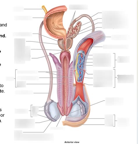 Diagram Of 3 Quizlet