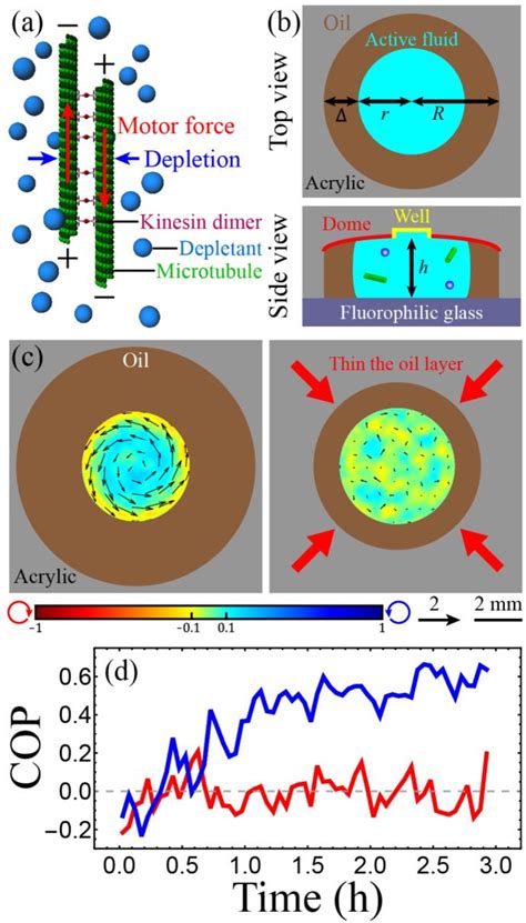 Figure 1 From Flow Coupling Between Active And Passive Fluids Across Interfaces Of Compressed